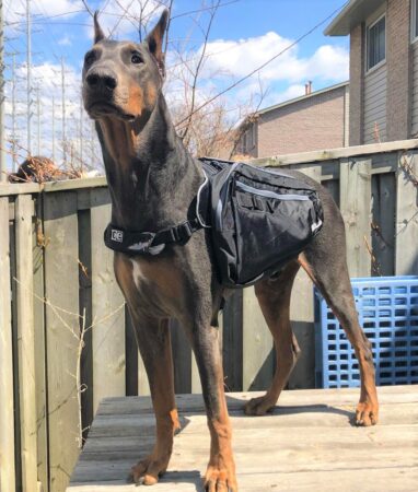 Blue Doberman: The Truth Behind Their Blue Coat Revealed!