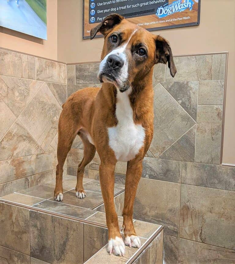 Bully Pit (Bulldog & Pitbull Mix) Info, Pictures, Facts, FAQ and More