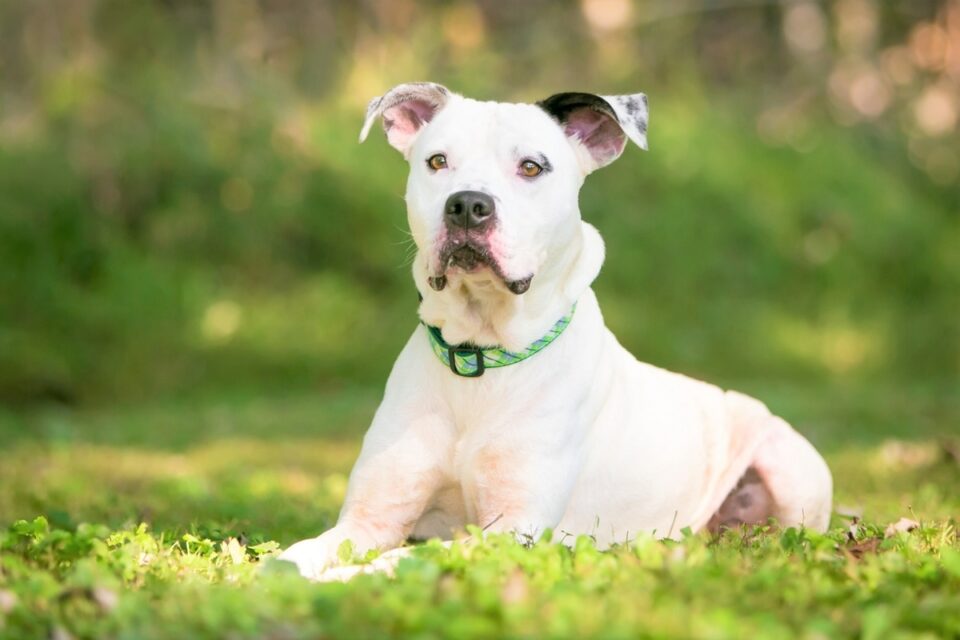 Bully Pit (Bulldog & Pitbull Mix) Info, Pictures, Facts, FAQ and More