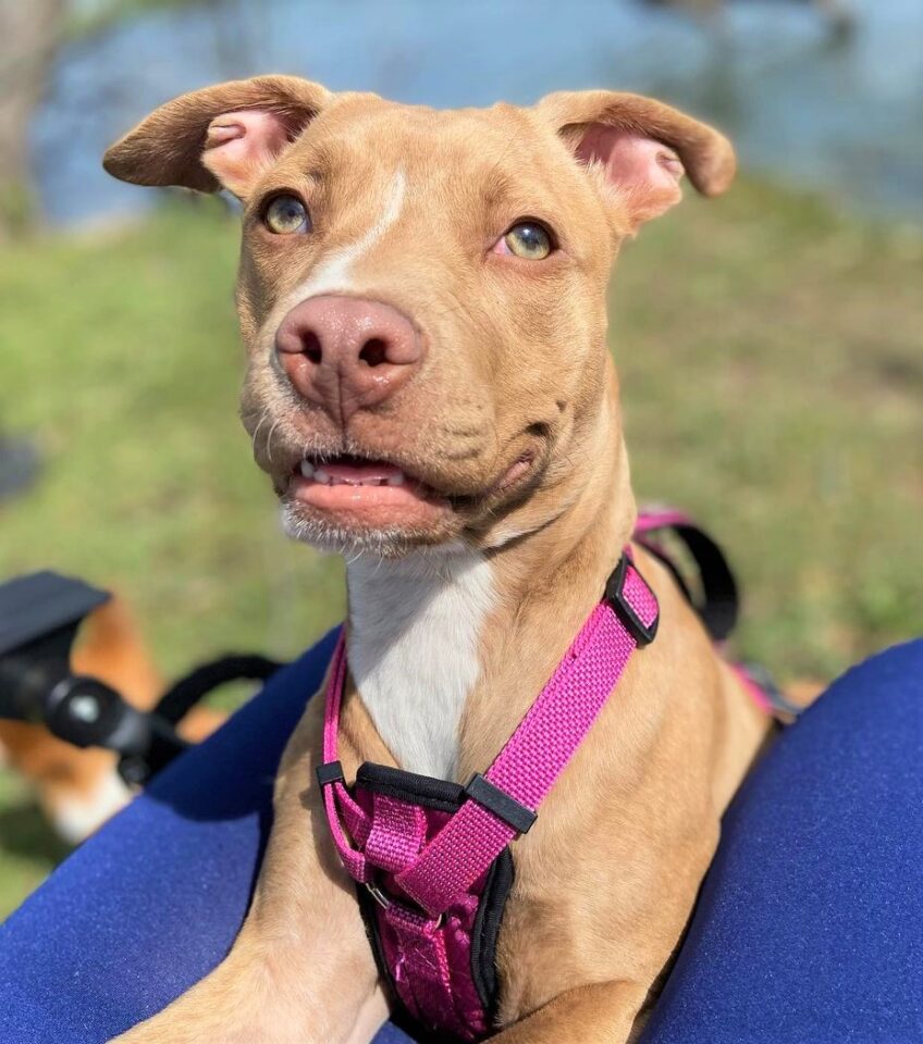 Bully Pit (Bulldog & Pitbull Mix) Info, Pictures, Facts, FAQ and More