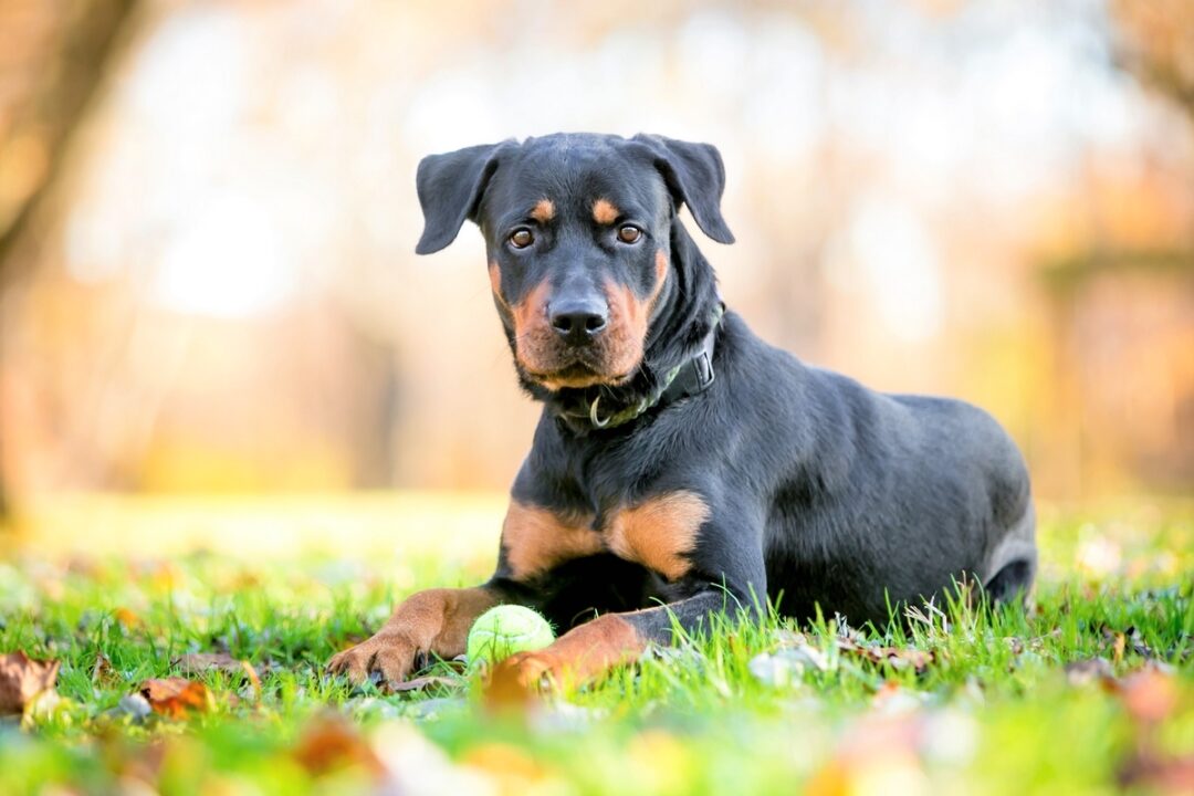 Australian Shepherd Rottweiler Mix Info, Pictures, Facts, FAQ, and More