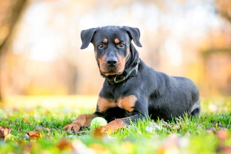 Australian Shepherd Rottweiler Mix Info, Pictures, Facts, FAQ, and More