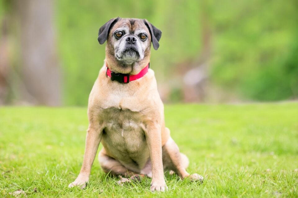 Bull Pug (English Bulldog Pug Mix) Info, Pictures, Facts, FAQ, and More