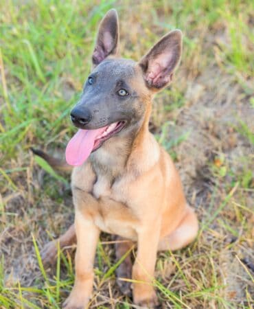 All Belgian Malinois Colors and Patterns Explained (With Pictures!)