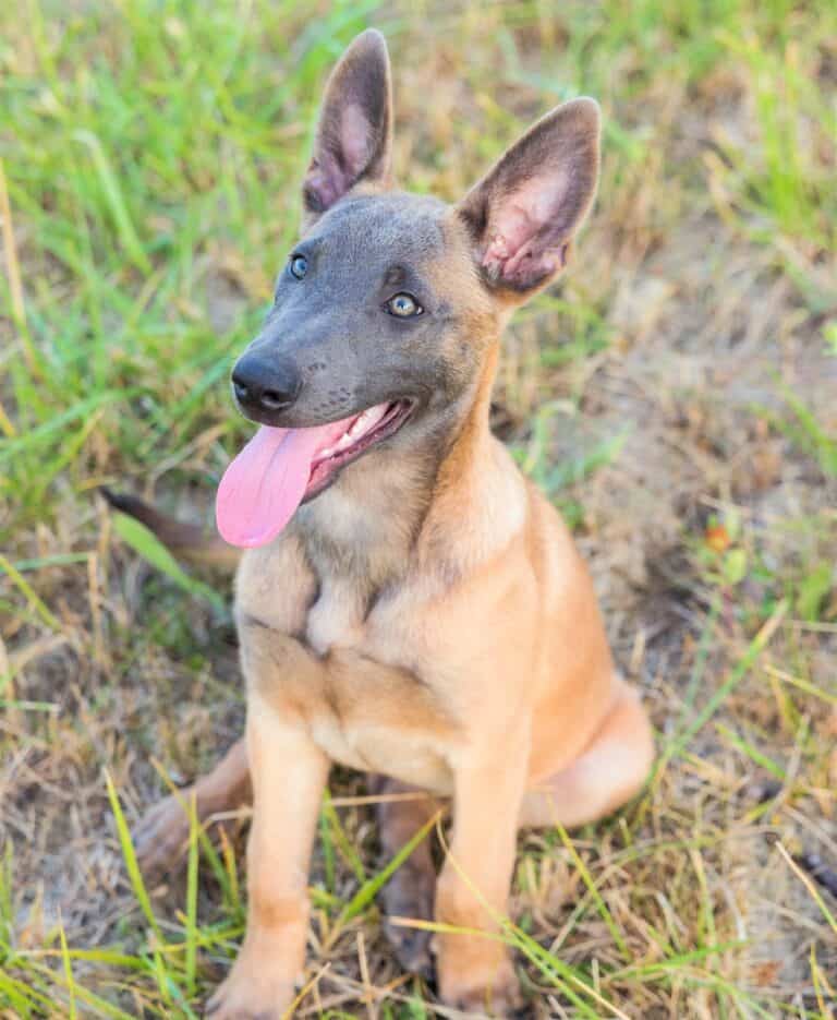 All Belgian Malinois Colors and Patterns Explained (With Pictures!)