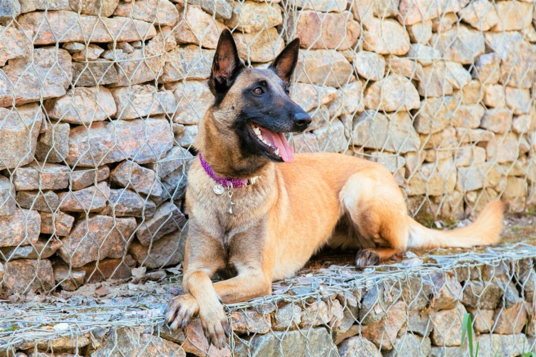 All Belgian Malinois Colors and Patterns Explained (With Pictures!)