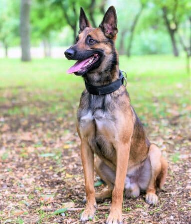 All Belgian Malinois Colors and Patterns Explained (With Pictures!)
