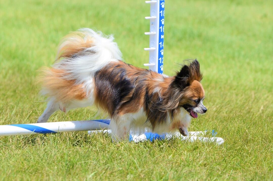 Male vs. Female Papillon: Which Is Better?