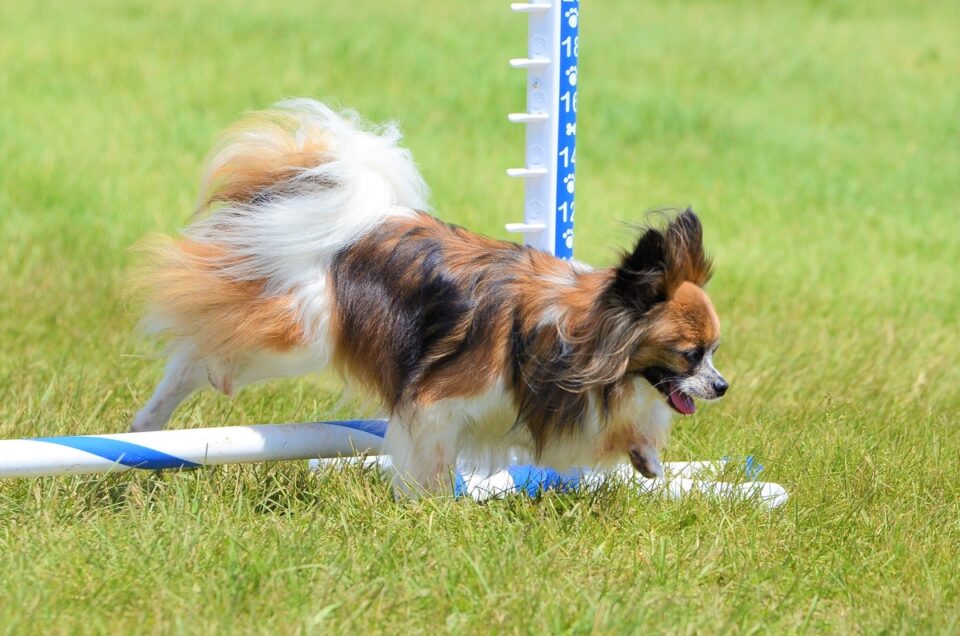 Male vs. Female Papillon: Which Is Better?