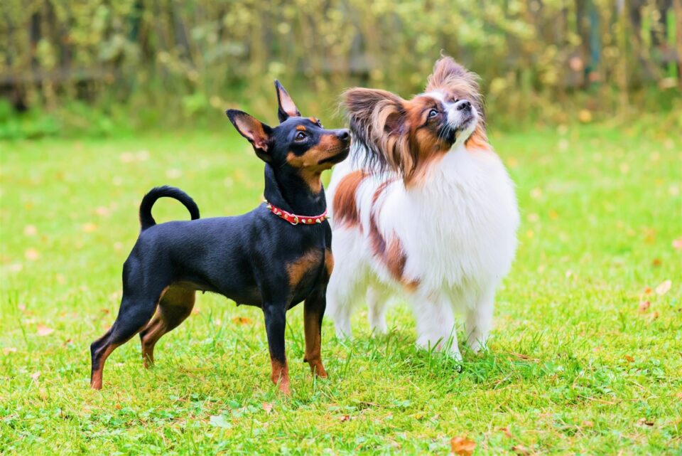 Male vs. Female Papillon: Which Is Better?