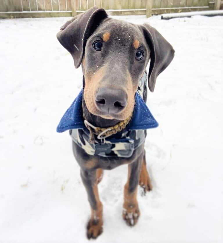 Blue Doberman: The Truth Behind Their Blue Coat Revealed!