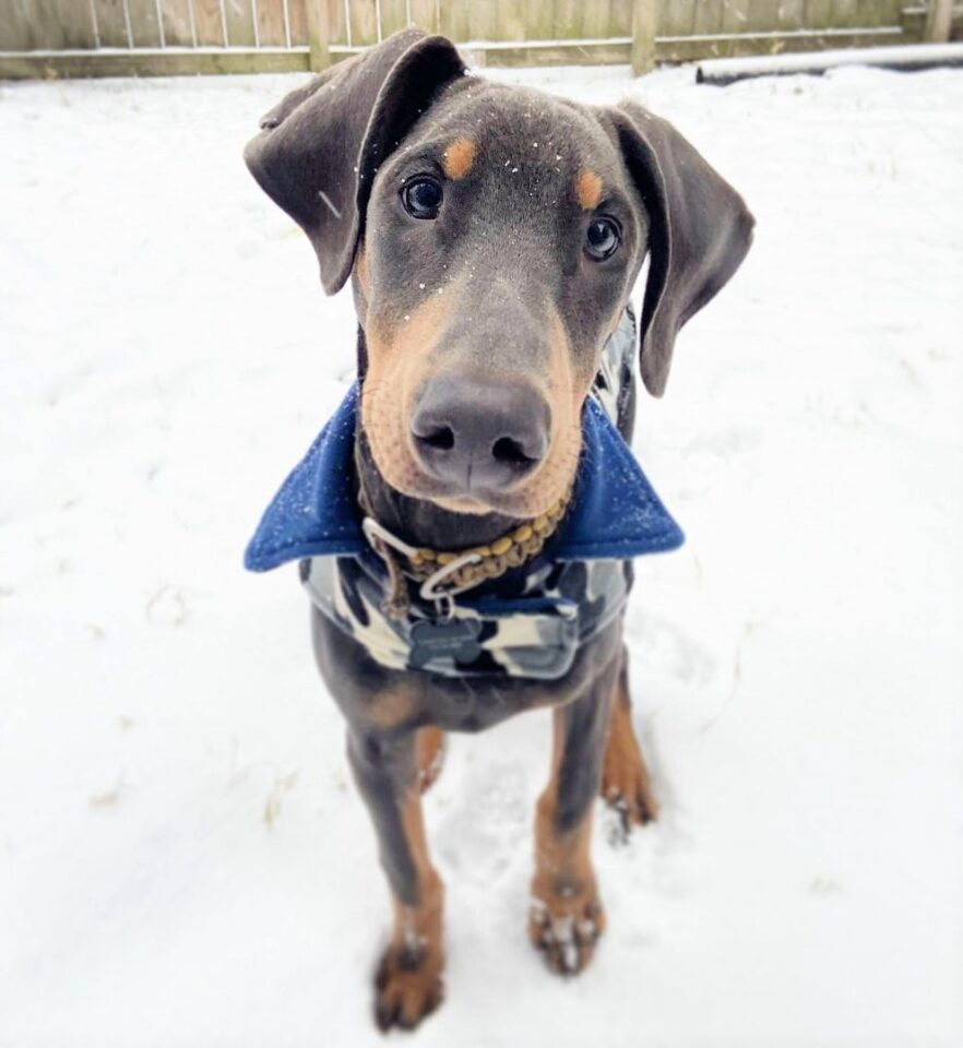 Blue Doberman: The Truth Behind Their Blue Coat Revealed!