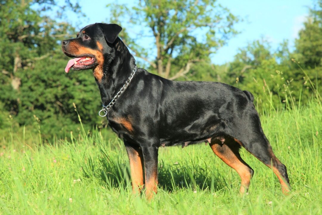 Rottweiler Weight: Growth Curve and Average Weights