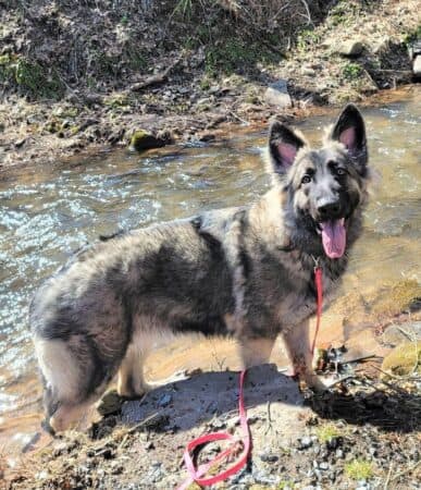 Giant German Shepherd: Facts About the Oversized Shepherd