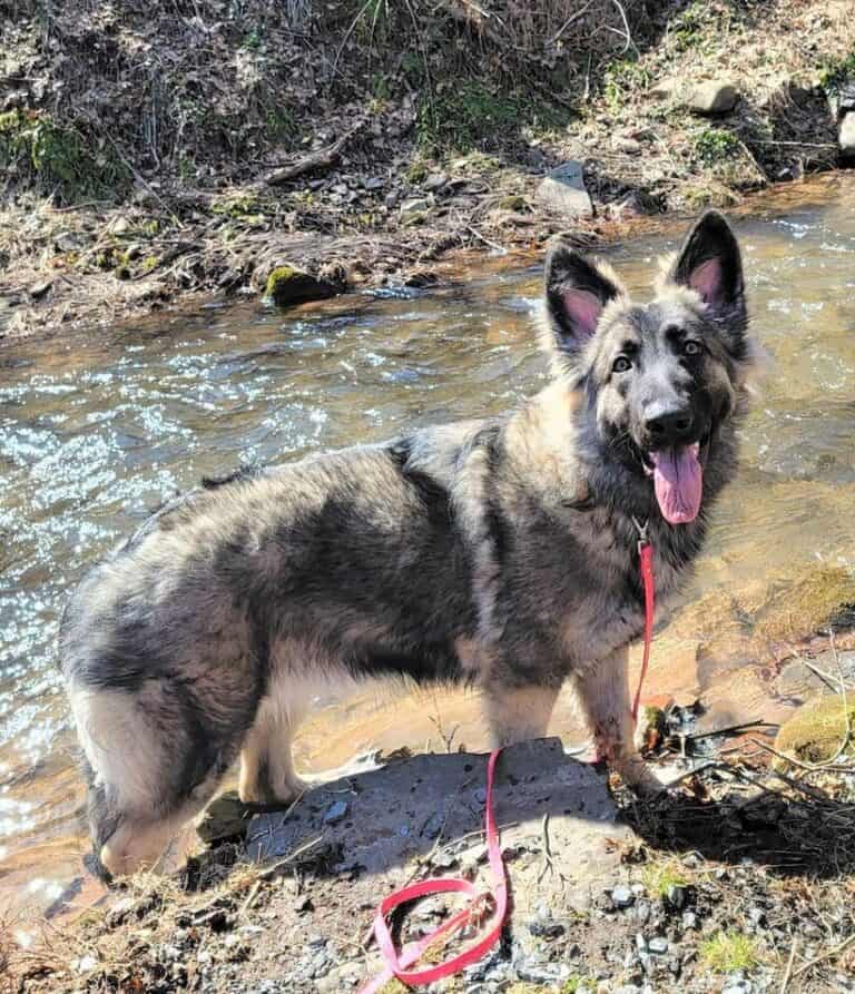 Giant German Shepherd: Facts About the Oversized Shepherd