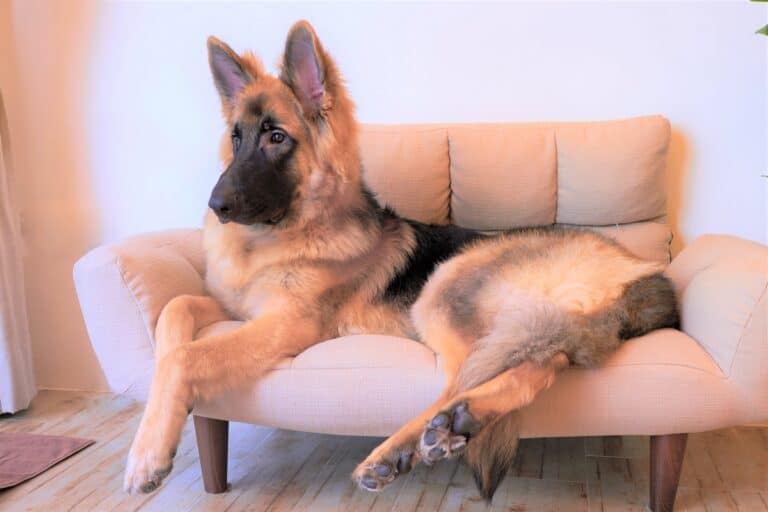 Giant German Shepherd: Facts About the Oversized Shepherd