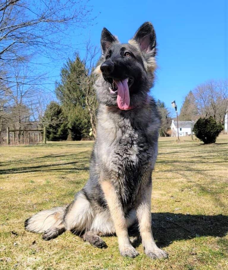Giant German Shepherd: Facts About the Oversized Shepherd