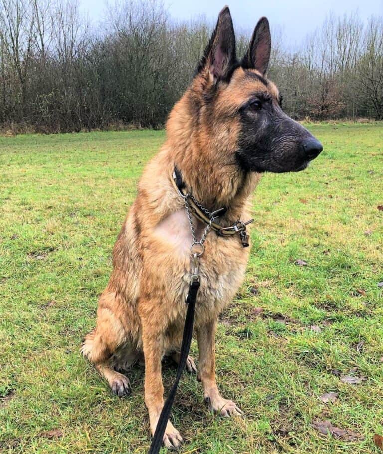 Giant German Shepherd: Facts About the Oversized Shepherd