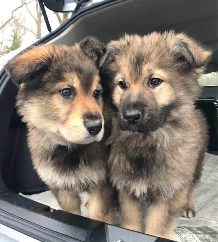 Giant German Shepherd: Facts About the Oversized Shepherd