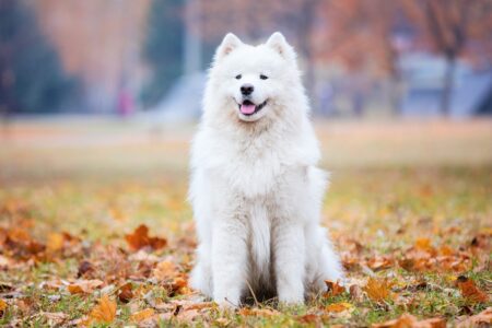 Samoyed Weight: Growth Curve and Average Weights