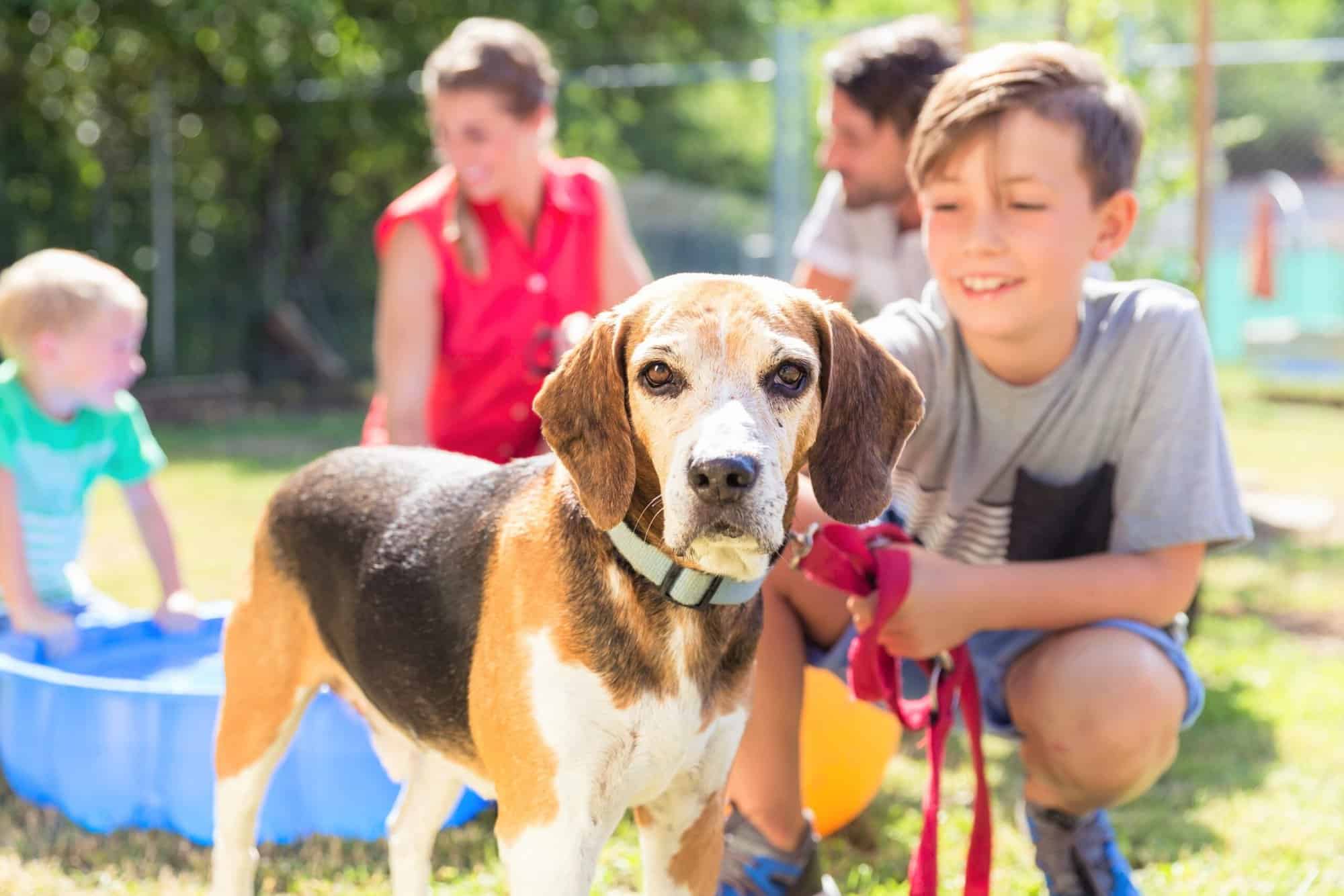 The Ultimate Guide to Dog Adoption: Process, What to Ask and Tips to ...