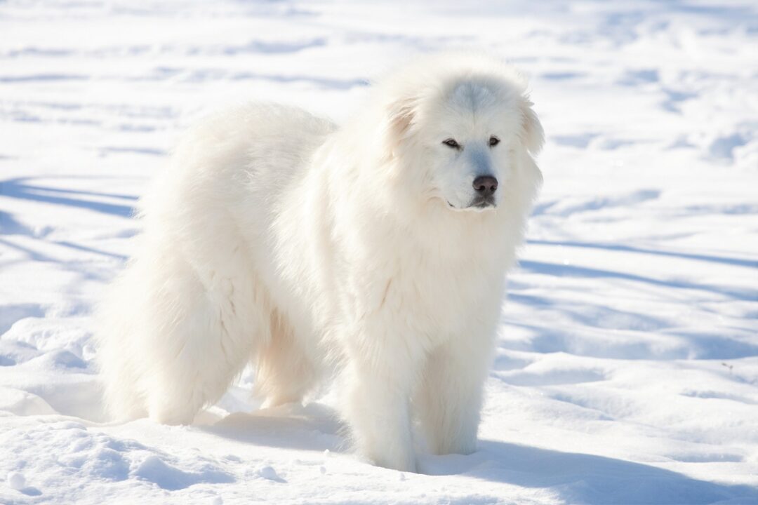 Great Pyrenees Weight: Growth Curve and Average Weights