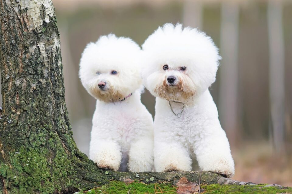 Male vs. Female Bichon Frise: Which Floof Should You Get?