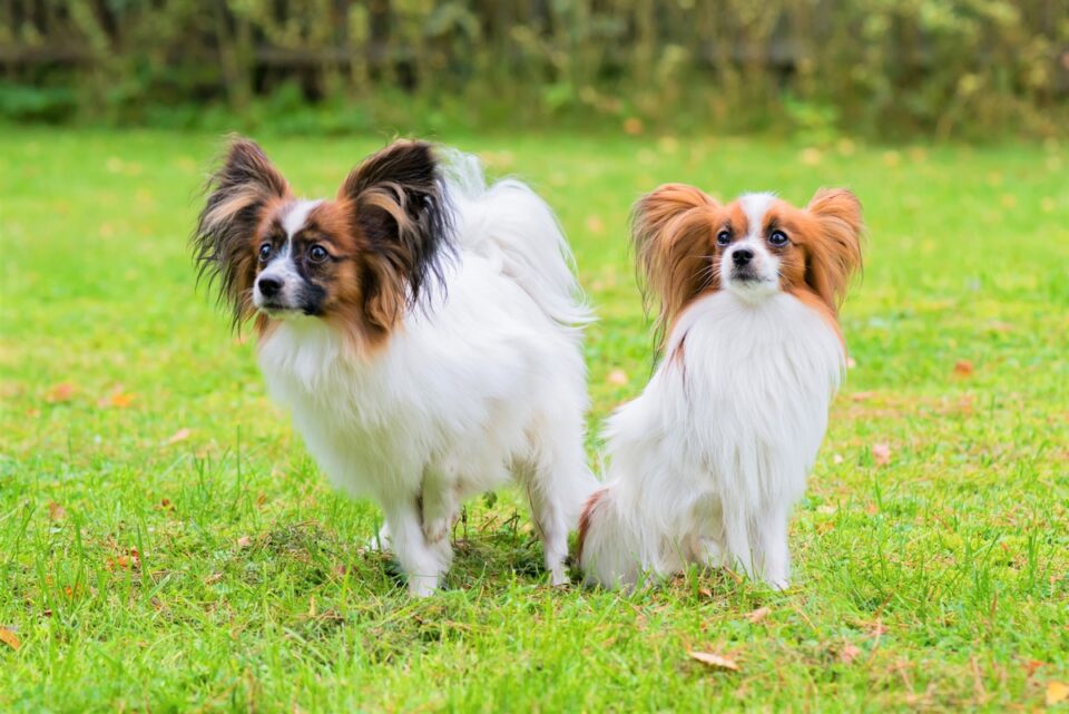 Male vs. Female Papillon: Which Is Better?