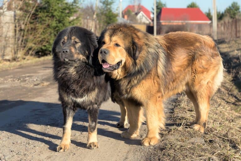 Male vs. Female Tibetan Mastiff: Which Is Better?