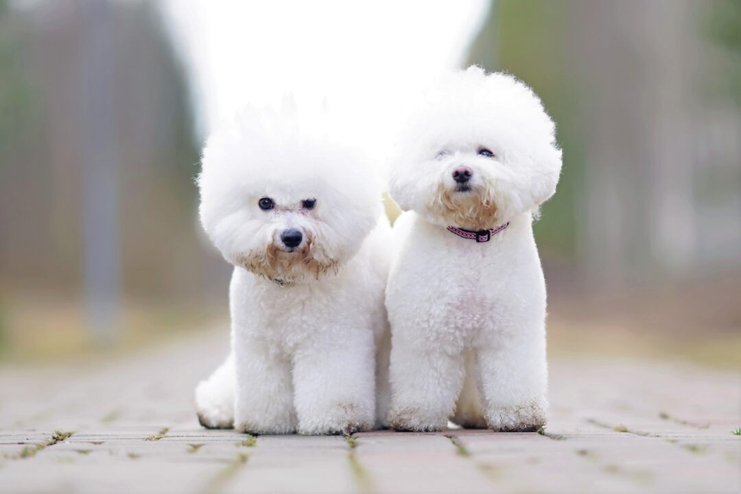 Male vs. Female Bichon Frise: Which Floof Should You Get?