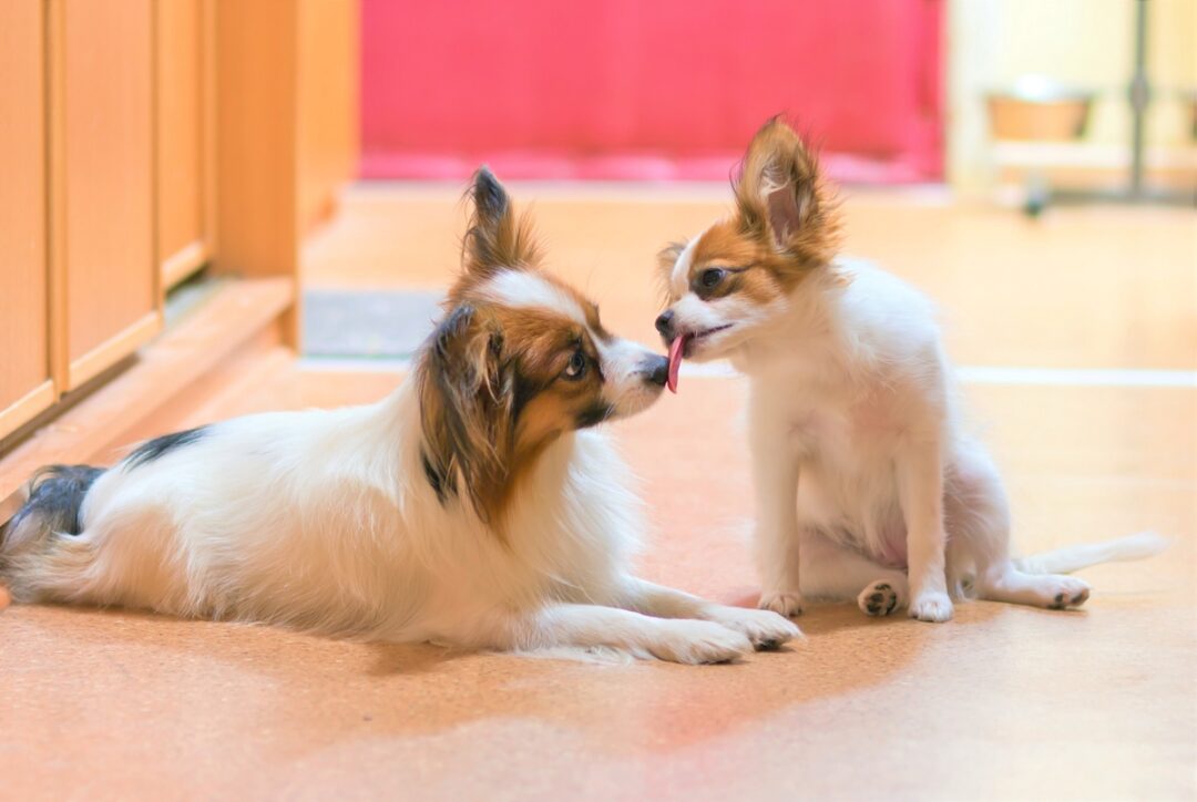 Male vs. Female Papillon: Which Is Better?