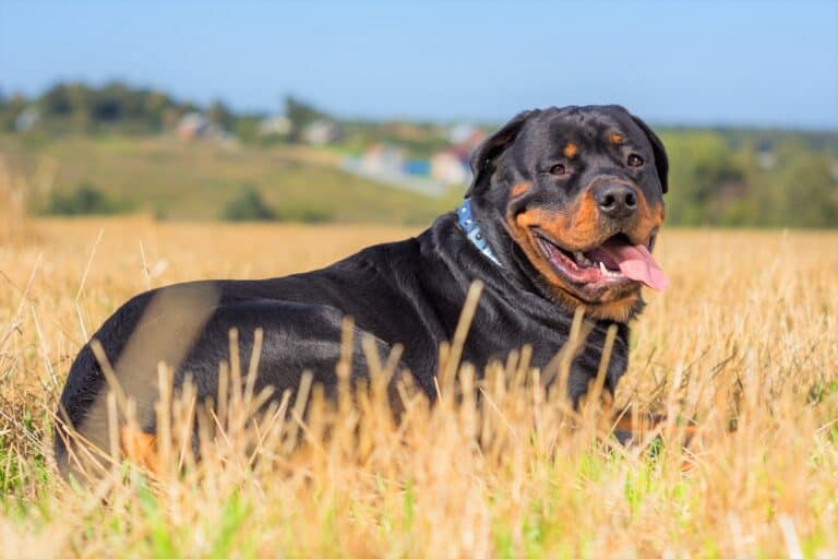 Rottweiler Weight: Growth Curve and Average Weights
