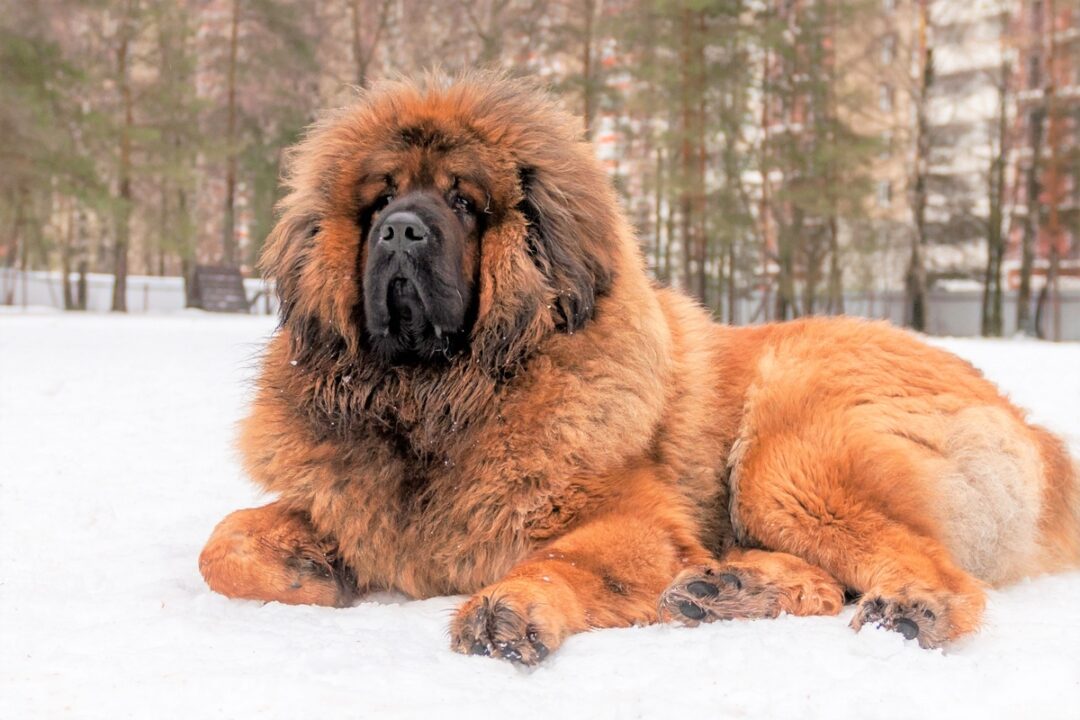 Tibetan Mastiff Weight: Growth Curve and Average Weights