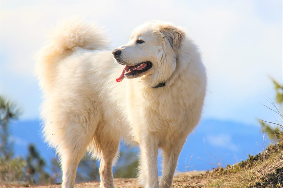 Great Pyrenees Weight: Growth Curve and Average Weights