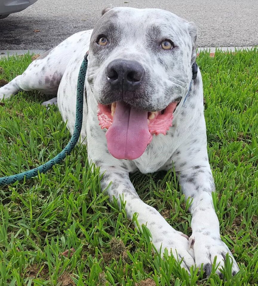 Bully Pit (Bulldog & Pitbull Mix) Info, Pictures, Facts, FAQ and More