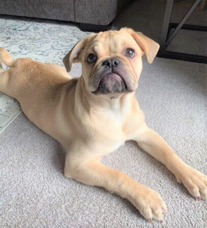 Bull Pug (English Bulldog Pug Mix) Info, Pictures, Facts, FAQ, and More