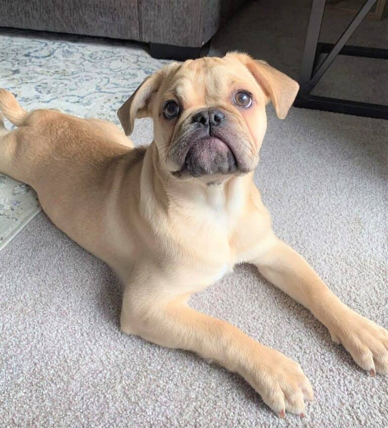 Bull Pug (English Bulldog Pug Mix) Info, Pictures, Facts, FAQ, and More