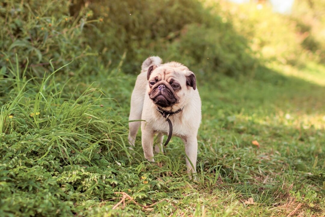 Bull Pug (English Bulldog Pug Mix) Info, Pictures, Facts, FAQ, and More