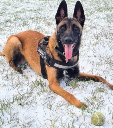 All Belgian Malinois Colors and Patterns Explained (With Pictures!)