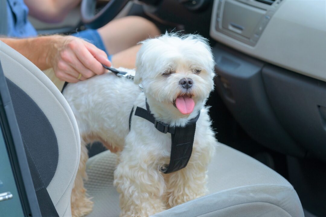 10 Best Maltese Rescues for Adoption (2025): Our Top 10 Picks!