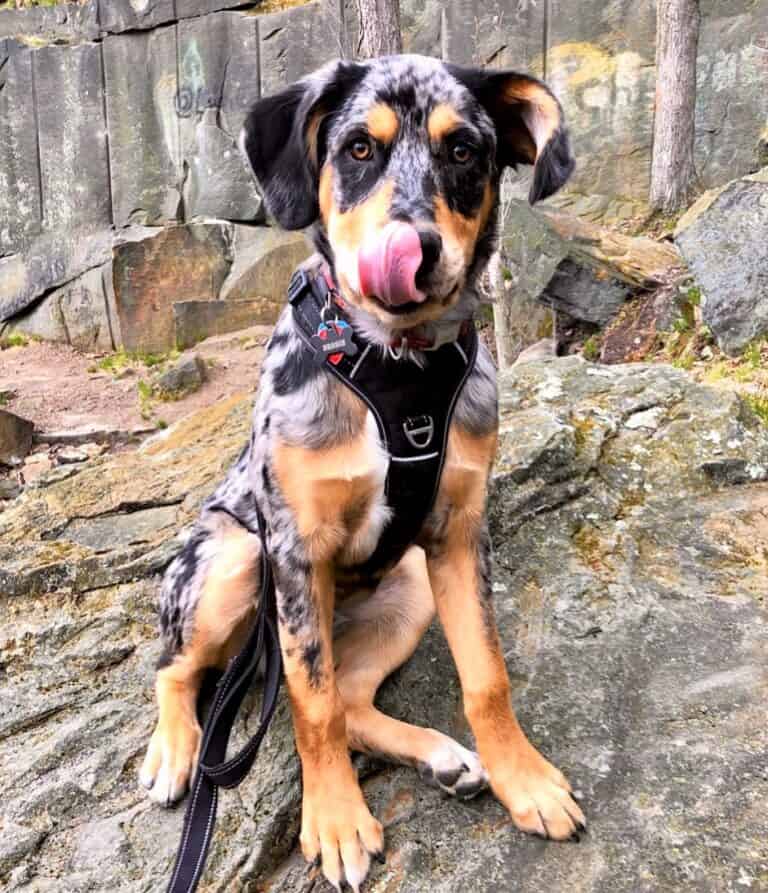 Australian Shepherd Rottweiler Mix Info, Pictures, Facts, FAQ, and More