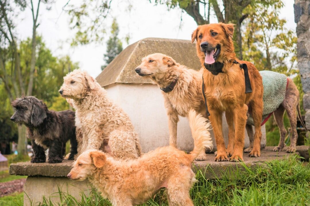 The Ultimate Guide to Dog Adoption: Process, What to Ask and Tips to ...