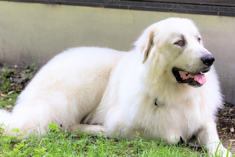Great Pyrenees Weight: Growth Curve and Average Weights