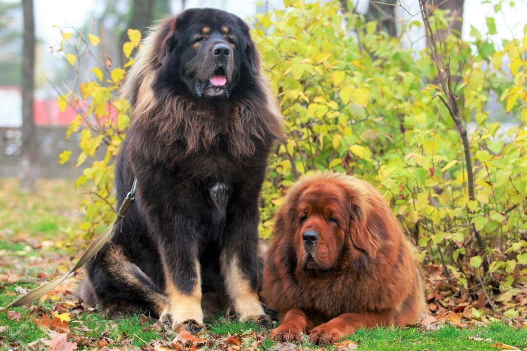 Tibetan Mastiff Weight: Growth Curve and Average Weights