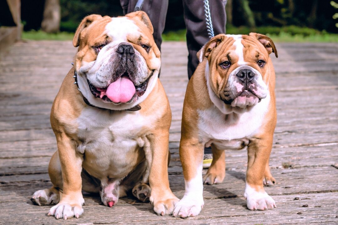 Bull Pug (English Bulldog Pug Mix) Info, Pictures, Facts, FAQ, and More