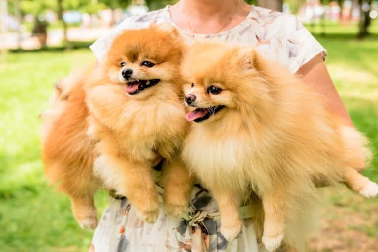 10 Best Pomeranian Rescues for Adoption (2025): Our Top 10 Picks!