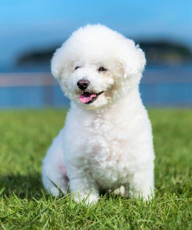 Bichon Frise Colors: Do Bichons Really Only Come in White?
