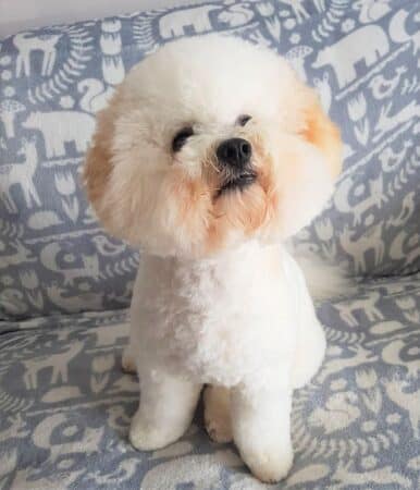 Bichon Frise Colors: Do Bichons Really Only Come in White?