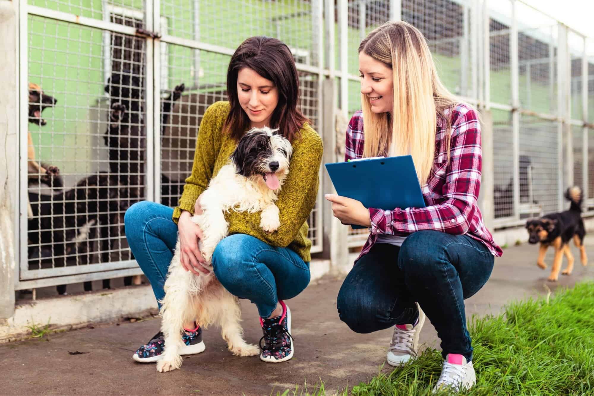The Ultimate Guide to Dog Adoption: Process, What to Ask and Tips to ...