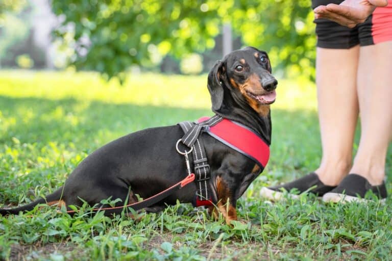 10 Best Dachshund Rescues for Adoption (2026): Our Top 10 Picks!